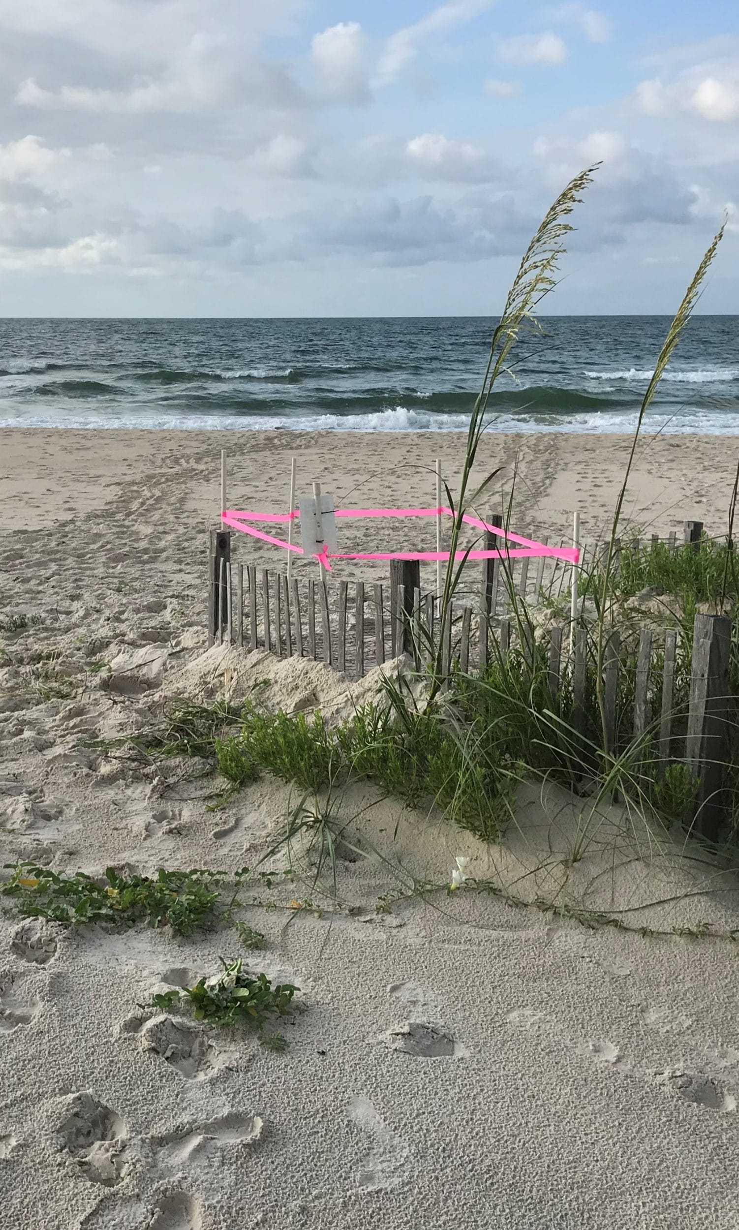 Adopt-a-Nest - Apalachicola National Estuarine Research Reserve