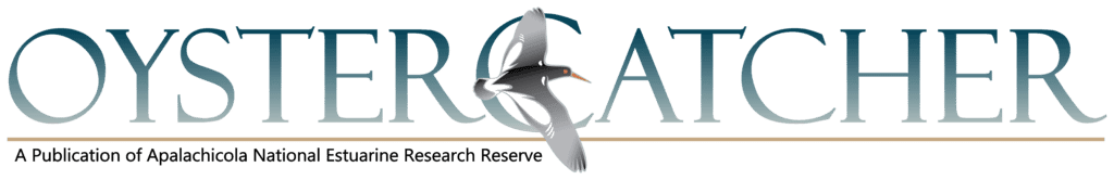 Oystercatcher Summer 2023 - Apalachicola National Estuarine Research ...